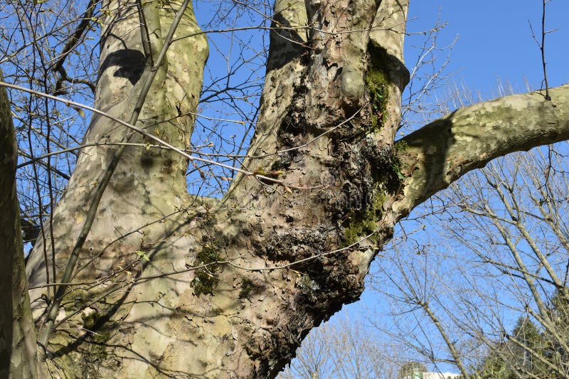 Moss-covered Trunk of a Plane Tree and Swollen Buds in Southern Spring ...