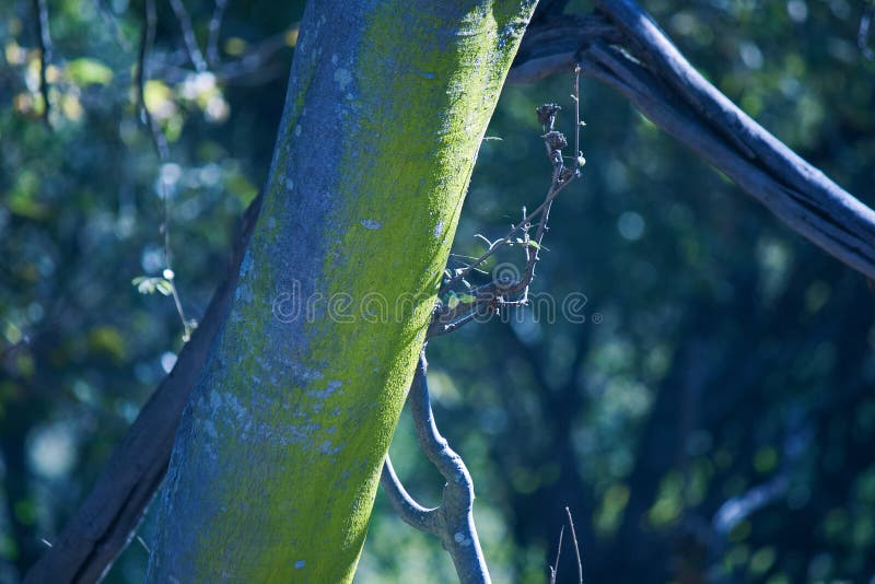 Moss Covered Trunk of Slender Tree Stock Photo - Image of trunk, moss ...