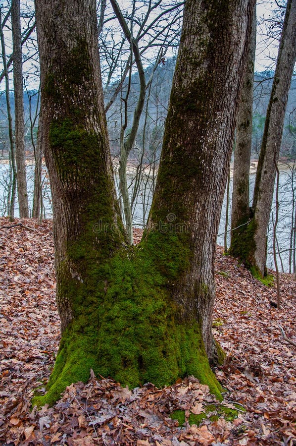 Moss Covered V-shaped Tree in the Forest Stock Photo - Image of brown ...