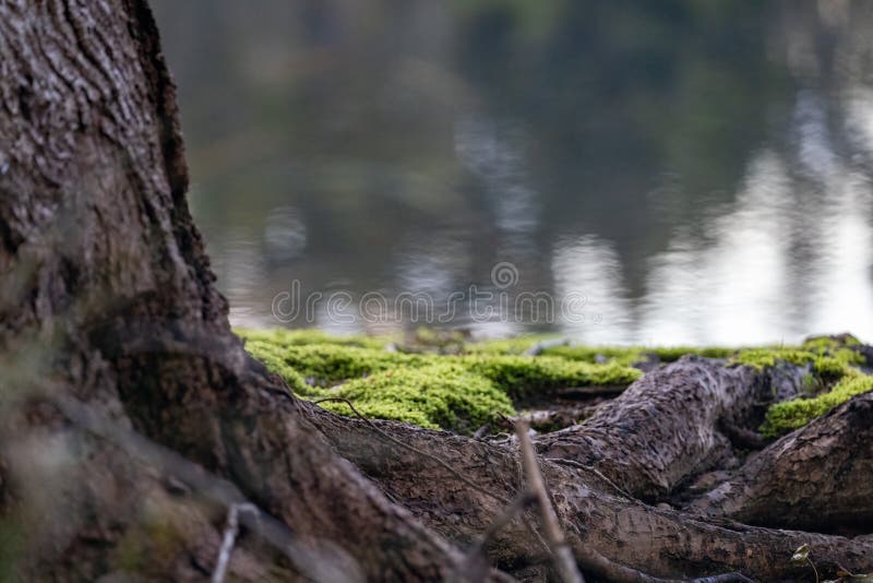 Moss Covering the Root Base of a Tree Stock Image - Image of life ...
