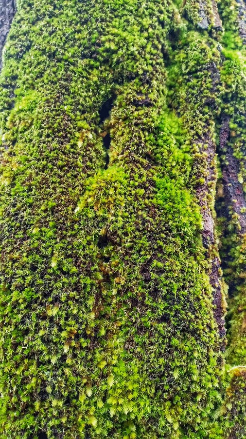 The Moss Covering the Tree Trunks Stock Image - Image of beautiful ...