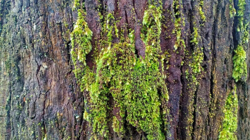 The Moss Covering the Tree Trunks Stock Photo - Image of flores, common ...