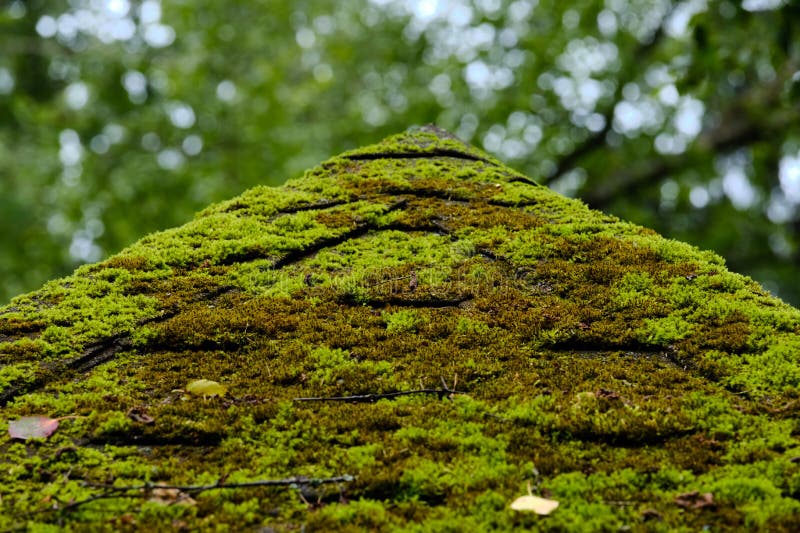 Moss Covers Canopy Roof in the Park Stock Image - Image of beautiful ...