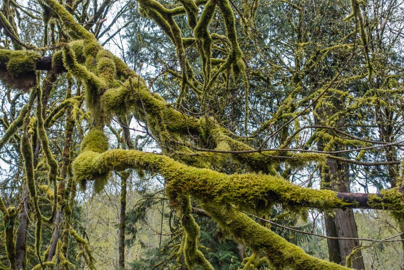Mossy Tree Trunk 2 stock image. Image of washington - 274986479