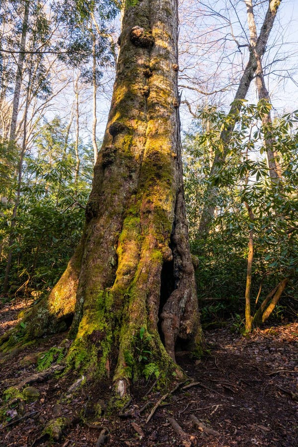 Moss Covers Trunk of Giant Tree in the Albright Grove Stock Image ...