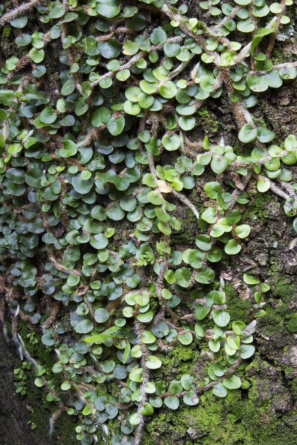 Moss and creeper stock image. Image of vine, small, moss - 63804169