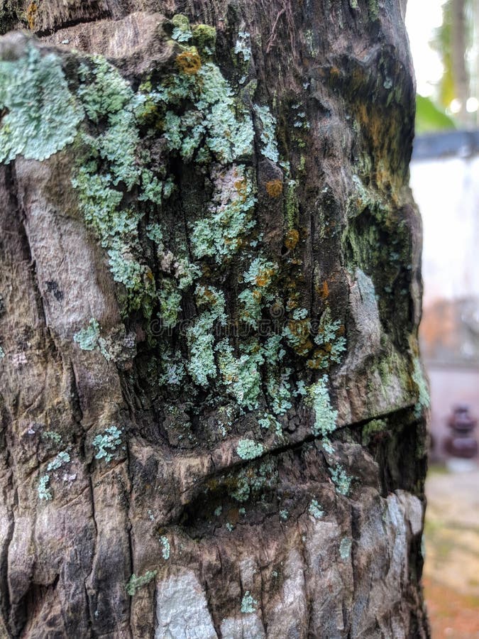 Moss Creeping on the Coconut Trunk Stock Image - Image of moss, coconut ...