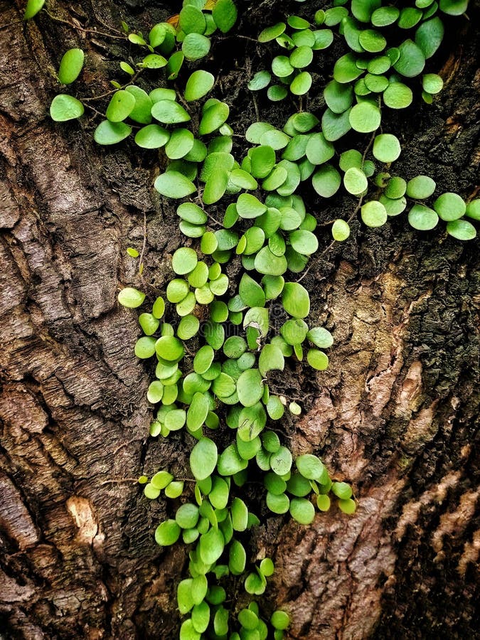 Moss creeps on tree trunks stock image. Image of moss - 276089129