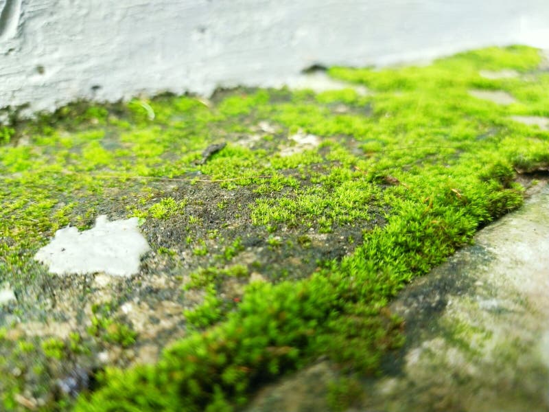 Moss in the Damp Area Around Our Yard Stock Photo - Image of moist ...