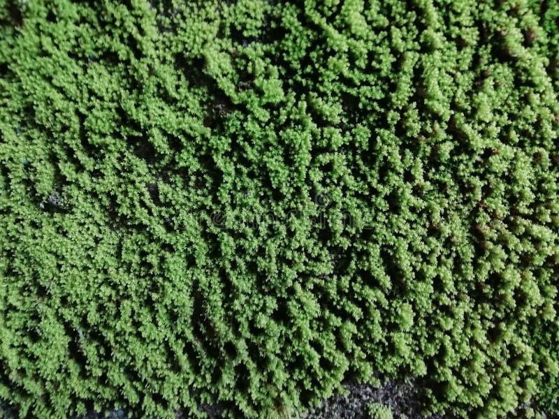 Green moss stock image. Image of green, damp, rain, moss - 129540265