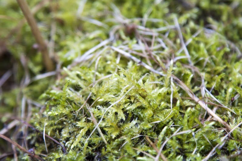Moss stock photo. Image of damp, earth, moss, offshoots - 60676534
