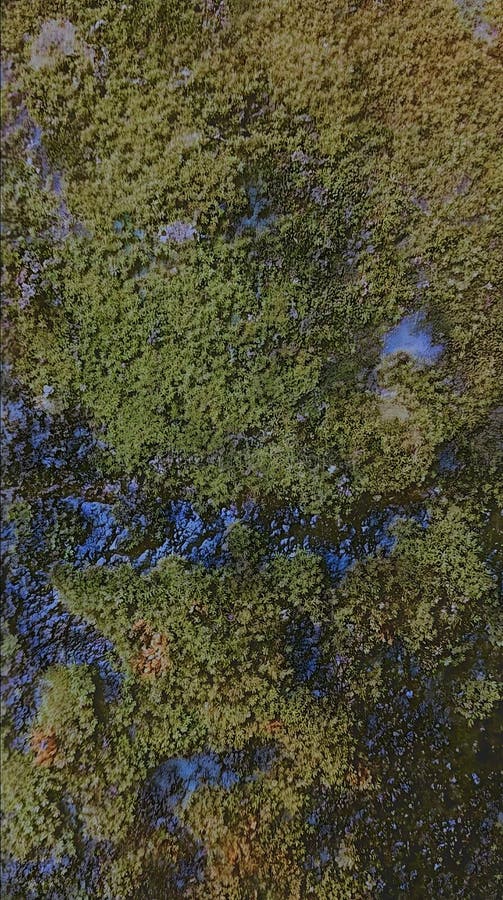 Moss on Damp Walls Can Make the Walls Rotten and Easily Destroyed Stock ...