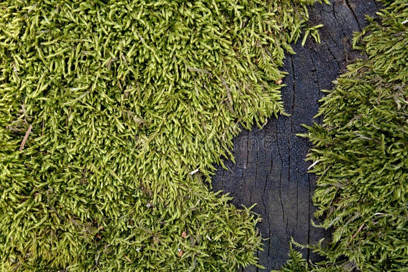Moss on Dark Weathered Wooden Texture Stock Photo - Image of wood ...
