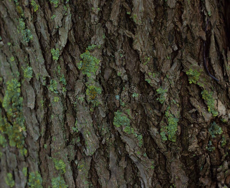 Moss on dark wood texture stock image. Image of outdoor - 199269063