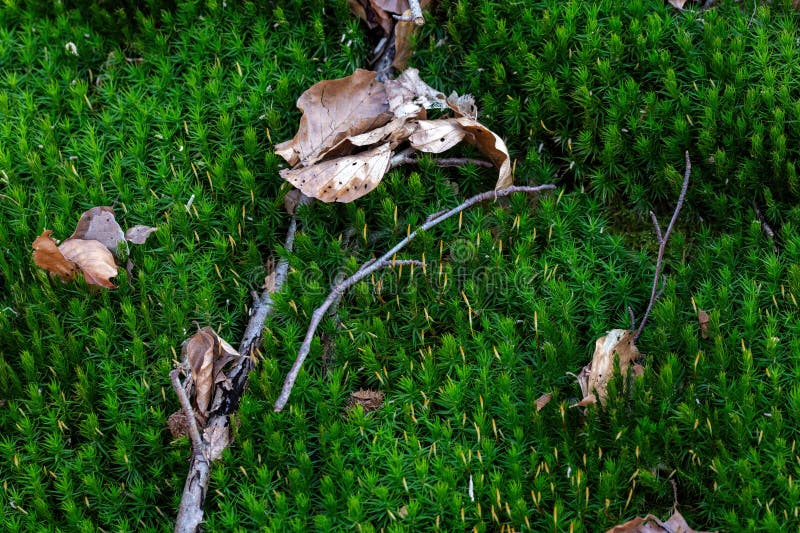 Moss and Dead Leaves on the Ground in the Forest. Stock Image - Image ...