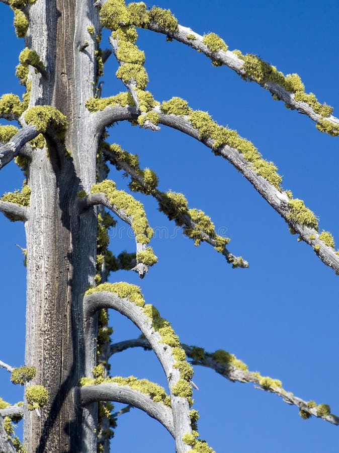 Moss on Dead Tree Branches, Yellowstone Stock Photo - Image of branches ...