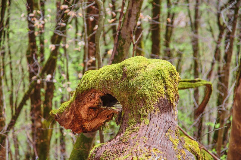 Moss on a Dead Tree that Fell in Forest Stock Photo - Image of branches ...