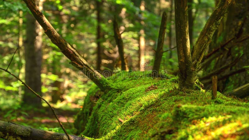 Dead Tree Trunks at Manasquan Reservoir -07 Stock Video - Video of land ...