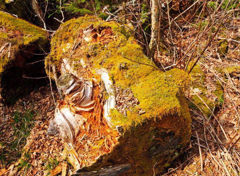 Moss on a decaying log stock photo. Image of forest, environment - 25803820