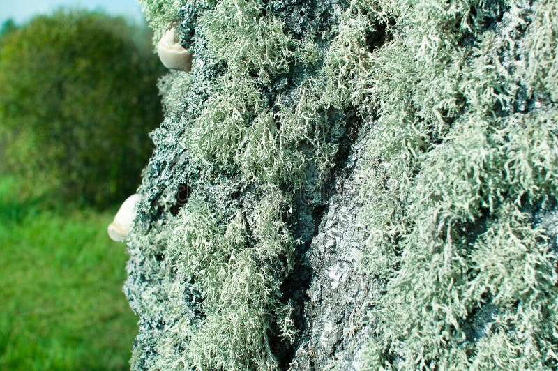 Moss stock image. Image of layer, parasite, knot, chaga - 45262527