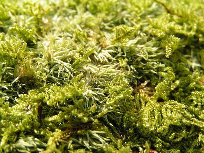 Moss detail stock image. Image of natural, nature, stone - 107559