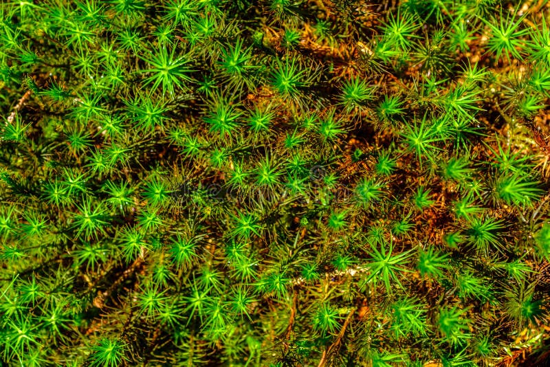 Moss detail stock photo. Image of sharp, forest, detail - 97843742
