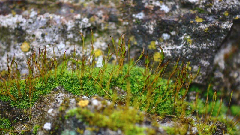 Moss detail stock photo. Image of closeup, horizontal - 112765470