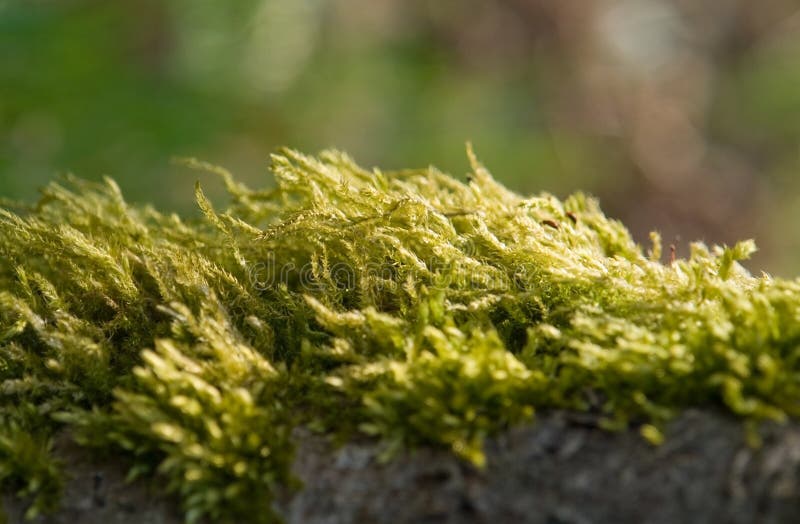 Moss detail stock image. Image of spring, fluffy, detail - 40004893