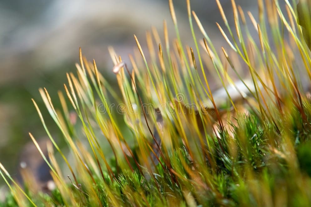 Moss detail stock image. Image of leaf, cover, plant - 40004997