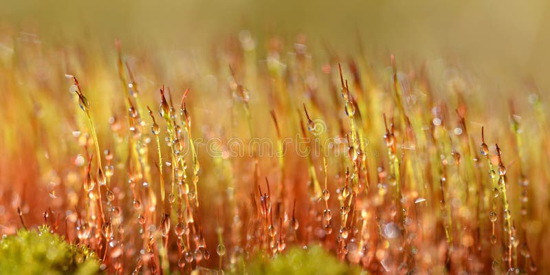 Moss with Dew Drops Close Up. Stock Image - Image of beautiful, closeup ...