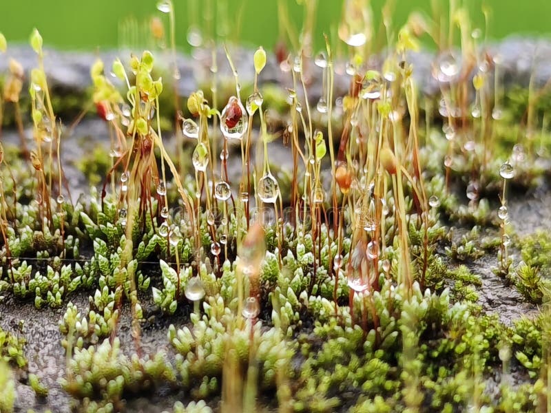 Moss with dew stock image. Image of branch, frost, produce - 268171001