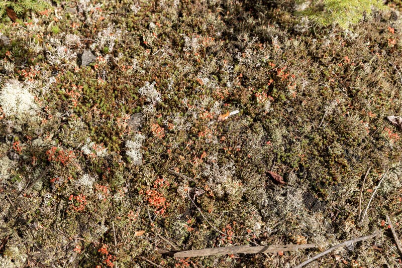 Moss in Different Colors As Background Stock Photo - Image of textured ...