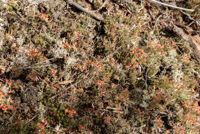 Moss in Different Colors As Background Stock Photo - Image of greenery ...