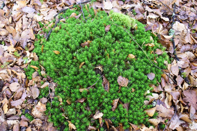 Moss Div; Bryophyta stock photo. Image of flora, southern - 152511066