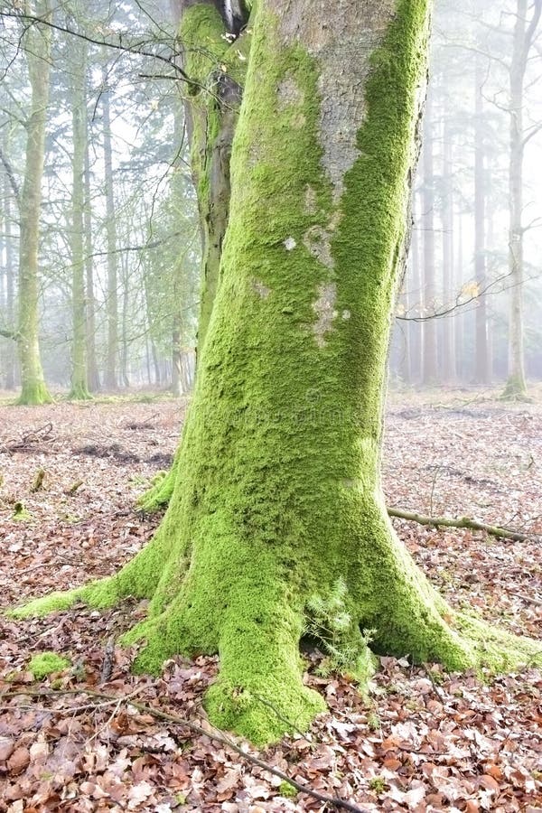 Moss Div; Bryophyta stock image. Image of national, flowering - 152511069