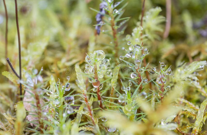 Moss with drops after rain stock photo. Image of saturated - 47743124