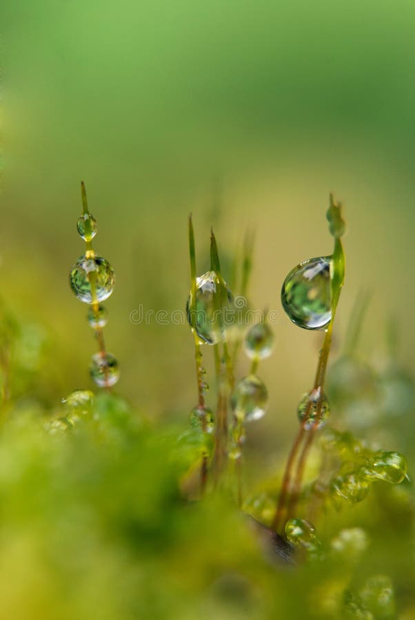 Moss and Drops stock image. Image of moss, rain, drop - 34179449