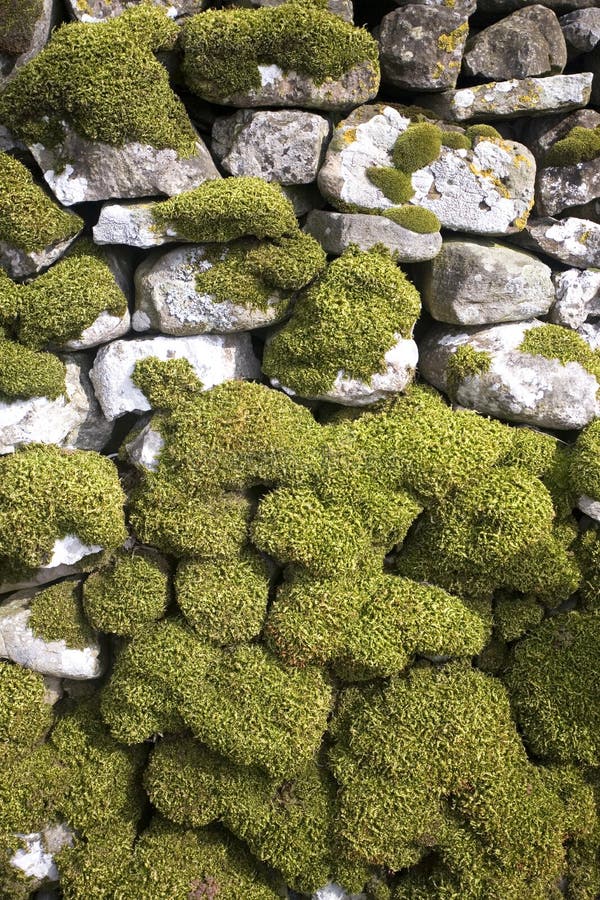 Moss on a dry stone wall stock photo. Image of pattern - 2165414