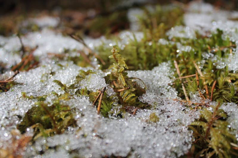 Moss stock photo. Image of moss, snow, covered, green - 61025284