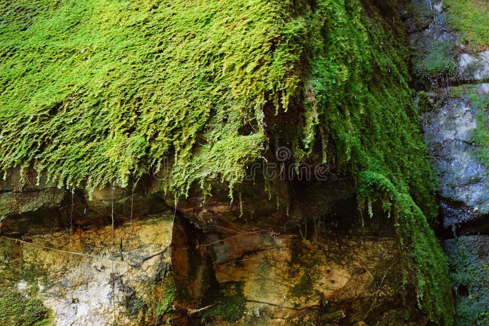 Moss edge stock photo. Image of waterdrops, rock, garden - 51694082