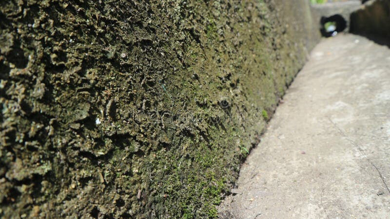 Moss on the Edge of a Dry Sewer is Green Stock Photo - Image of green ...