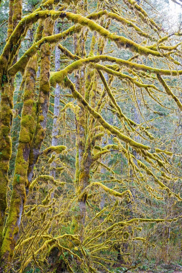 Moss Encased Trees on the Damp West Slopes of the Cascade Mountains ...