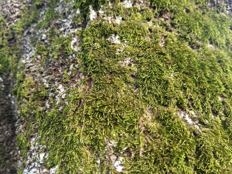 Moss Entodon Stock Photos - Free & Royalty-Free Stock Photos from ...