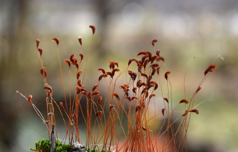 Moss in the fall stock photo. Image of plant, autumn - 167193848