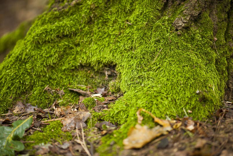 The moss stock image. Image of moss, fall, natural, acorn - 78122493