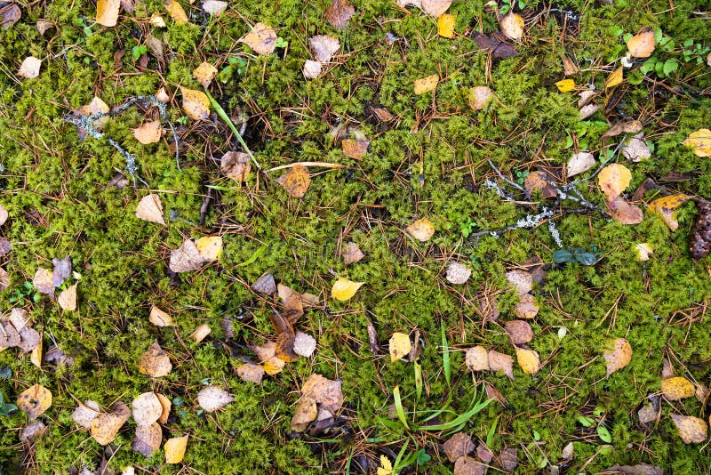 Moss and Fallen Leaves Texture Stock Image - Image of soil, season ...