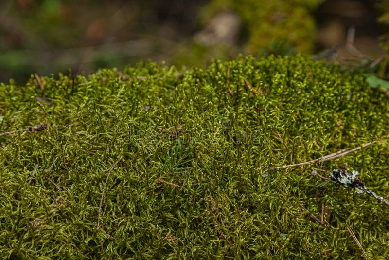 Moss with a fallen branch stock image. Image of gracile - 78605105