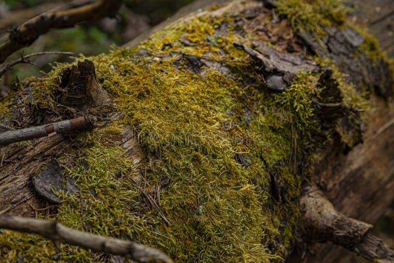 Moss on a fallen tree stock image. Image of season, outdoor - 181770231