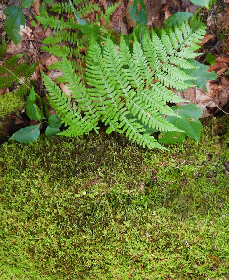 Green Blanket of Forest Moss and Fern Stock Image - Image of nature ... Green Blanket of Forest Moss and Fern Stock Image - Image of nature ...