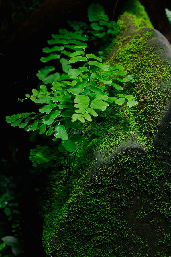 Moss and Fern on Old Bricks Stock Photo - Image of evergreen, abstract ...
